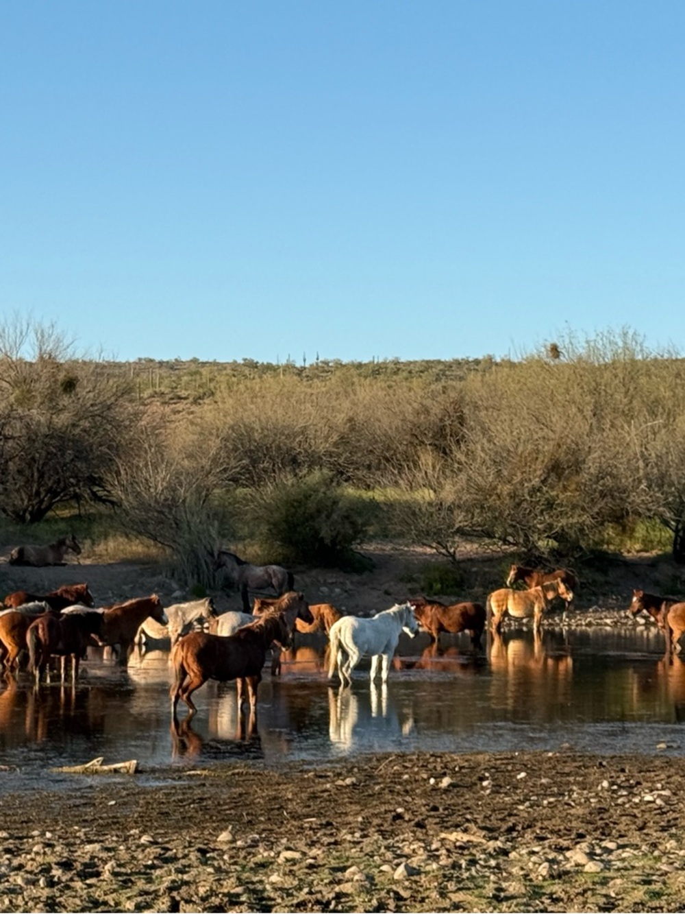 Other | Salt River Wild Horses New Baby Cody 2 Weeks Old | Poshmark